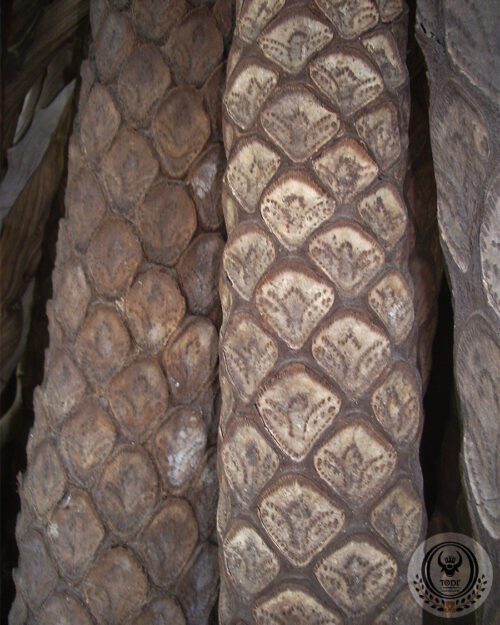 Pakis Trees - Todi Art | Gallery Of Art