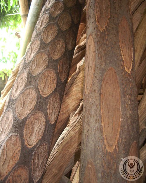 Pakis Trees - Todi Art | Gallery Of Art